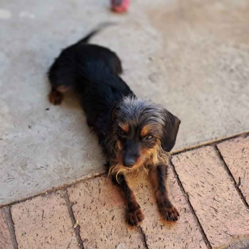Adopt a Small Dog in Gauteng | Available Dogs | Little Doggy Rescue