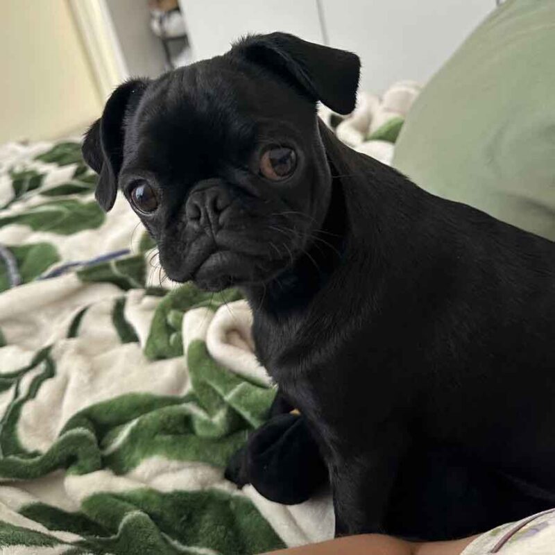 Adopt a Small Dog in Western Cape | Little Doggy Rescue