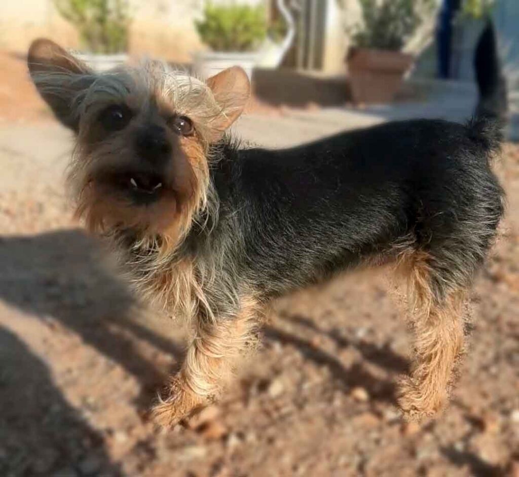 10 Adorable Dogs for Adoption - Little Doggy Rescue