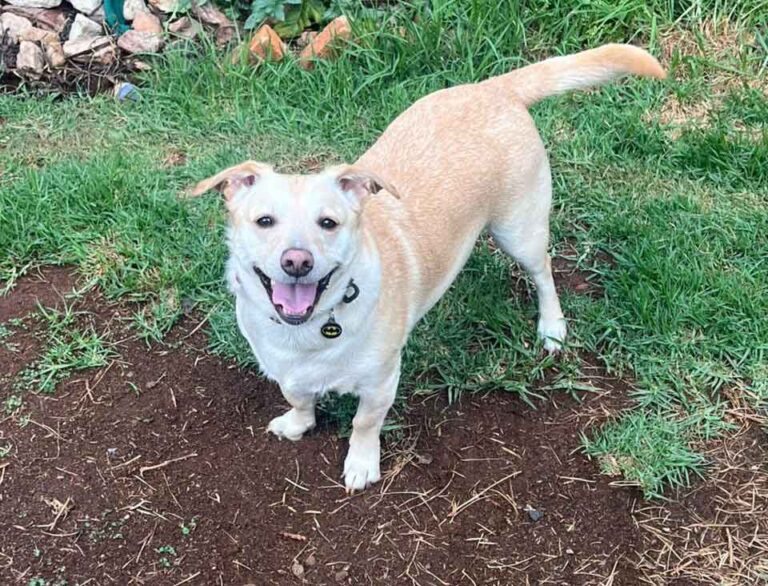 Adopt a Small Dog in Gauteng | Available Dogs | Little Doggy Rescue