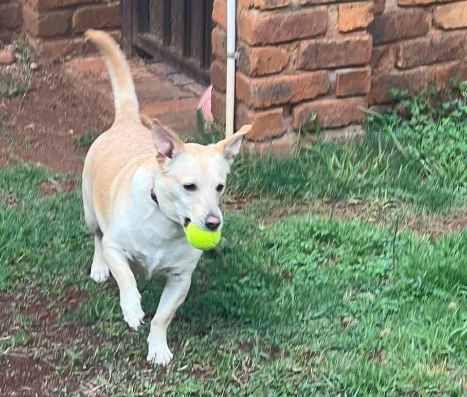 #236 ALREADY ADOPTED - Gauteng, Randburg - Adopt Milo: Labrador Jack ...