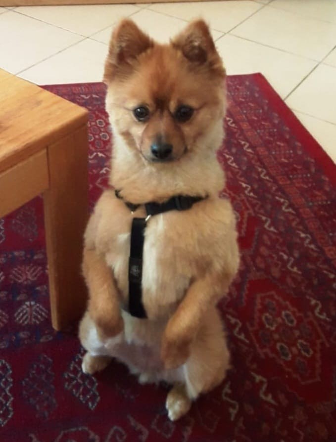 #235 ALREADY ADOPTED - Gauteng, Randburg ~ Adopt Female Pomeranian Mix ...