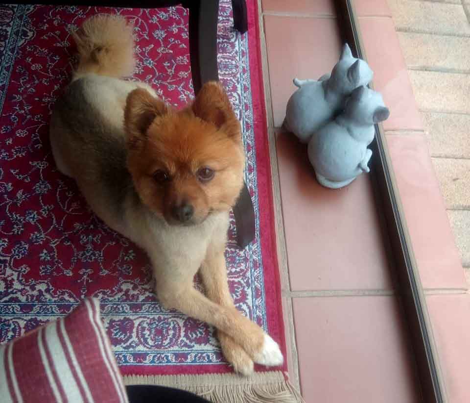 #235 ALREADY ADOPTED - Gauteng, Randburg ~ Adopt Female Pomeranian Mix ...