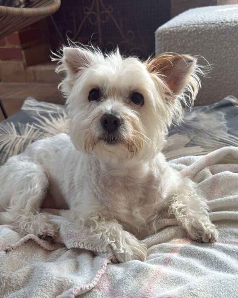 Adopt a Small Dog in Gauteng | Available Dogs | Little Doggy Rescue