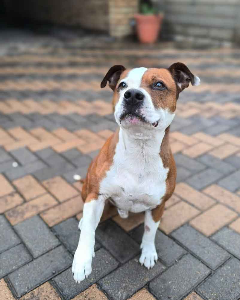 #239 ALREADY ADOPTED - Gauteng, Boksburg ~ Adopt Milo Male ...