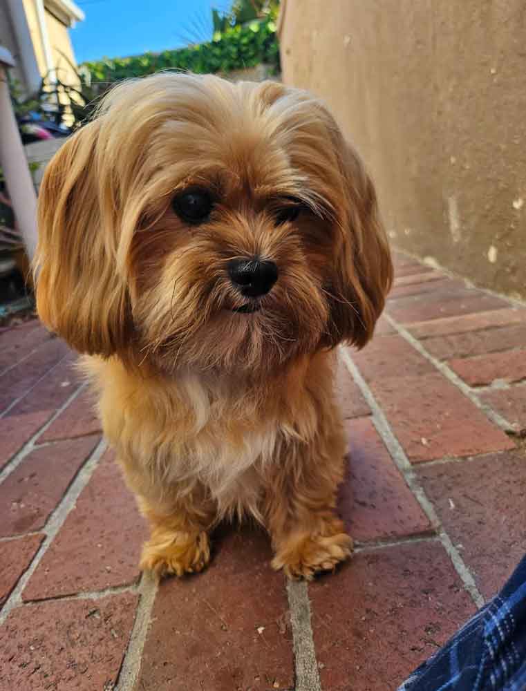 #248 Kenilworth Western Cape ~ Adopt Male Shih Tzu Peanut - Little ...