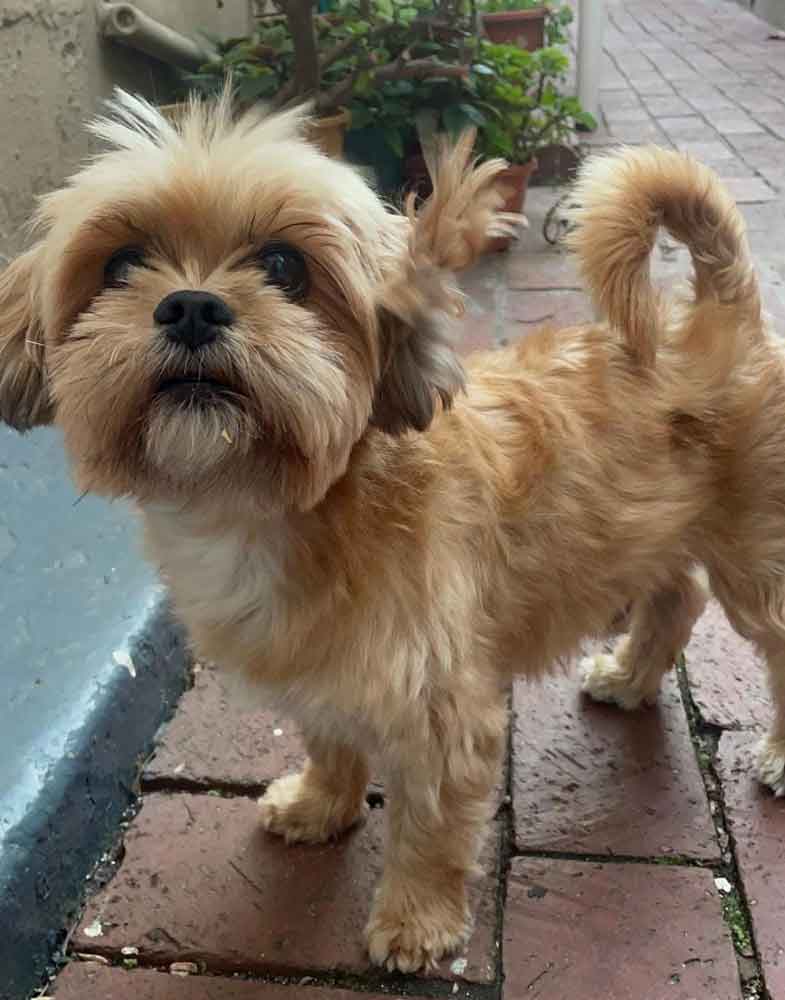 #248 Kenilworth Western Cape ~ Adopt Male Shih Tzu Peanut - Little ...