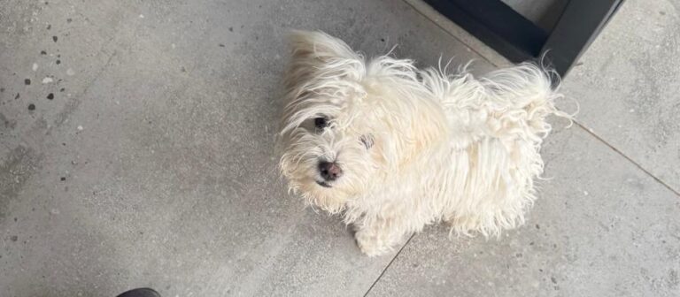 #319 - ALREADY Adopted - Bruno, 6-month-old Miniature Maltese Puppy ...